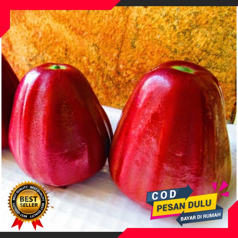 Jual Bibit Jambu Air Dalhari Berkualitas super | Shopee Indonesia