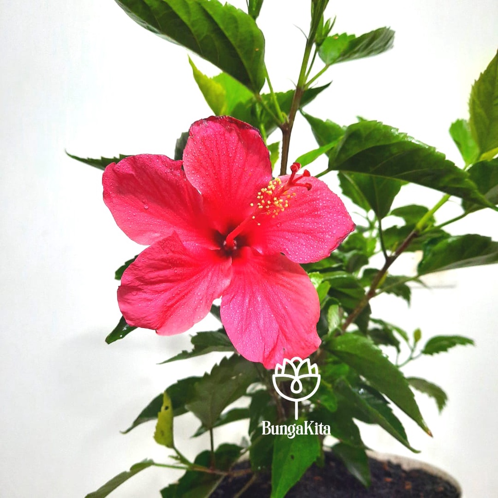 Jual Tanaman Hias Kembang Sepatu Pink (Hibiscus Rosa-Sinensis) | Shopee ...
