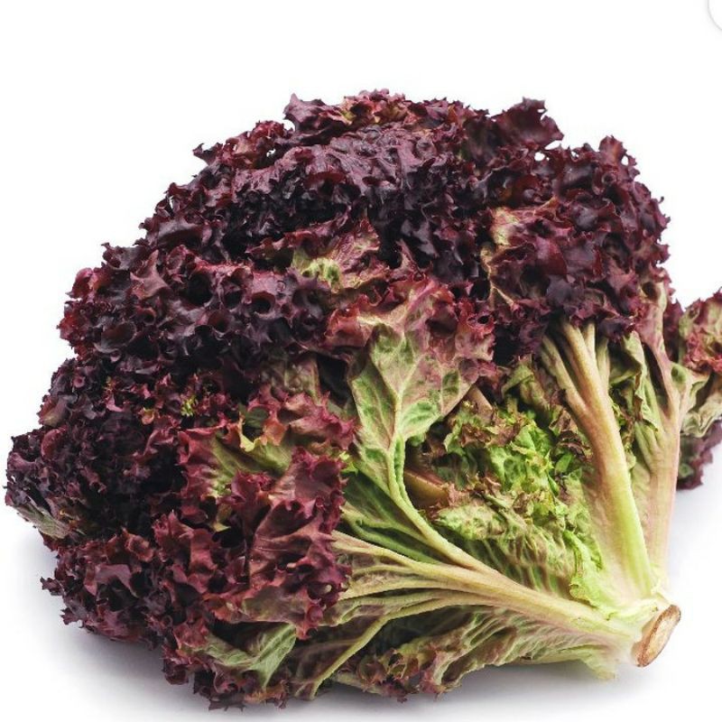 Jual Benih Selada Merah ( Isi 50 Biji ) | Shopee Indonesia