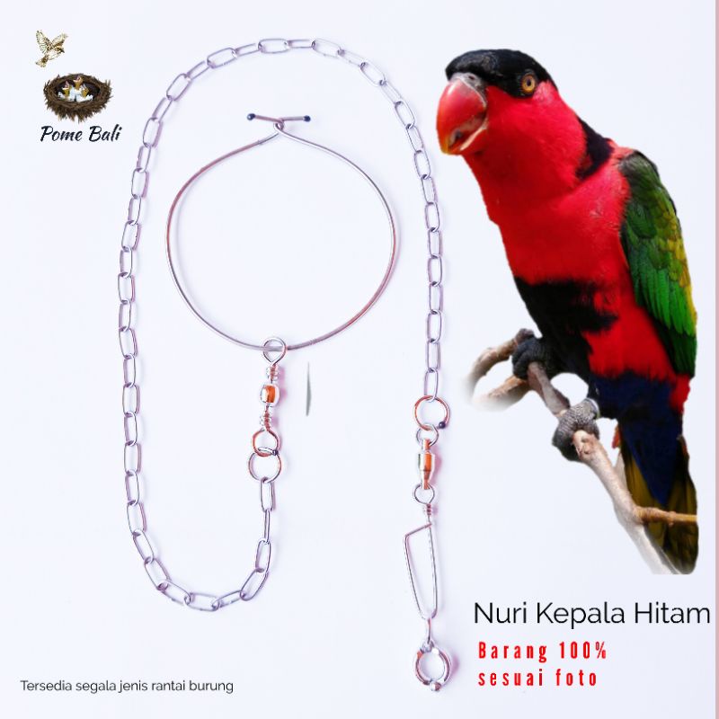 Jual Rantai Burung Nuri Kepala Hitam / Pome Bali | Shopee Indonesia