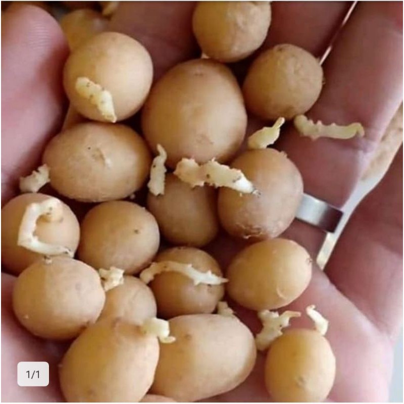 Jual Bibit Kentang Granola L G0 Ukuran M Benih Kentang Berkwalitas ...