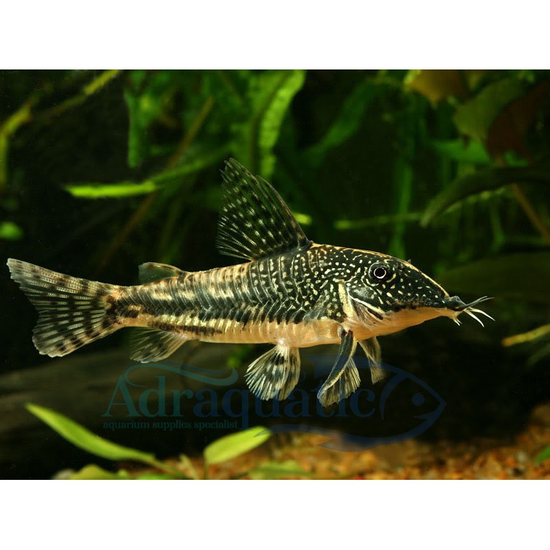 Jual (INSTANT BANDUNG) IKAN HIAS CORYDORAS BARBATUS EIGENMANNI BEARDED ...