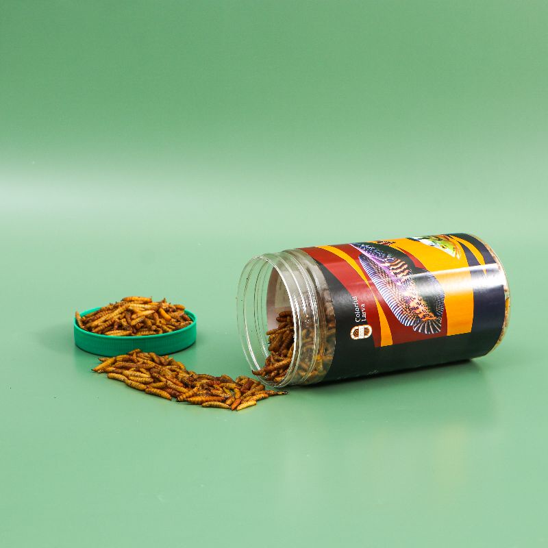 Jual Colorful Larva - Maggot Kering, Pakan Ikan Hias, Ikan Predator ...