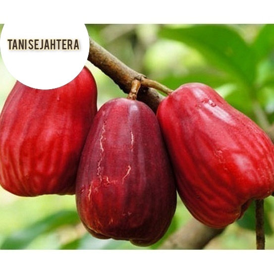 Jual Bibit jambu air darsono / jamaika | Shopee Indonesia