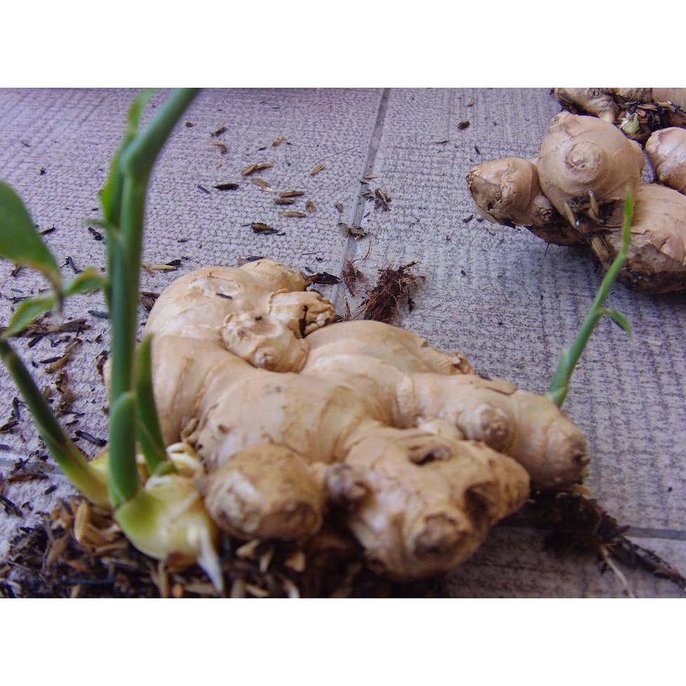 Jual 1 benih biji jahe gajah | Shopee Indonesia