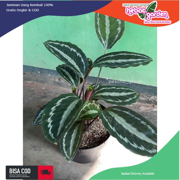 Jual Tanaman maranta silver - Calathea Medallion Silver back | Shopee ...