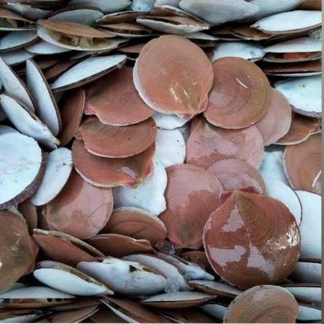 Jual KERANG SIMPING 500GRAM-1000GRAM | Shopee Indonesia