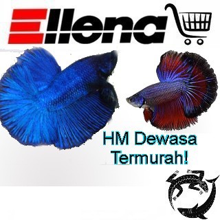 Jual HM / cupang halfmoon / Cupang HM | Shopee Indonesia