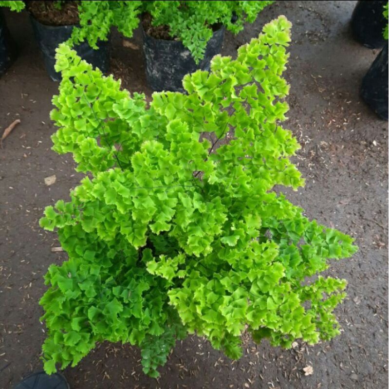 Jual Tanaman hias suplir keriting - Suplir keribo - Daun rimbun ...