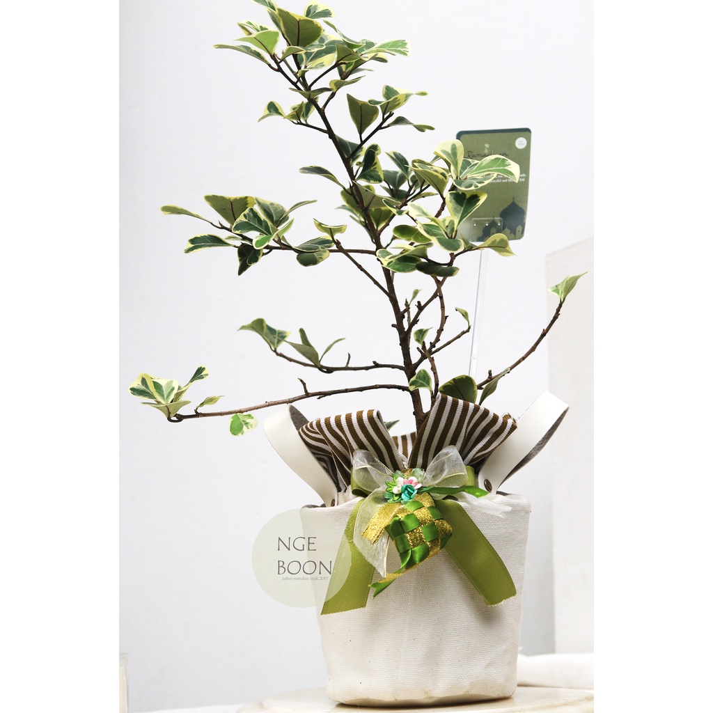 Jual Tanaman Hias Hidup Home Decor Hampers Lebaran Tanaman Hias ... Jual Tanaman Hias Hidup Home Decor Hampers Lebaran Tanaman Hias ...