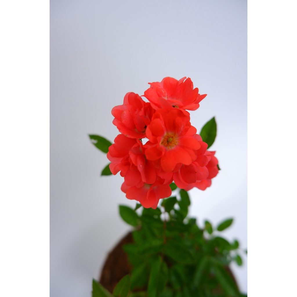 Jual Bunga Mawar Rambat - Sudah Berbunga - Climbing Rose - Tanaman Hias ...