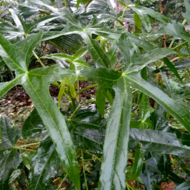 Jual Penawar panas daun singkong/sampeu dedi | Shopee Indonesia