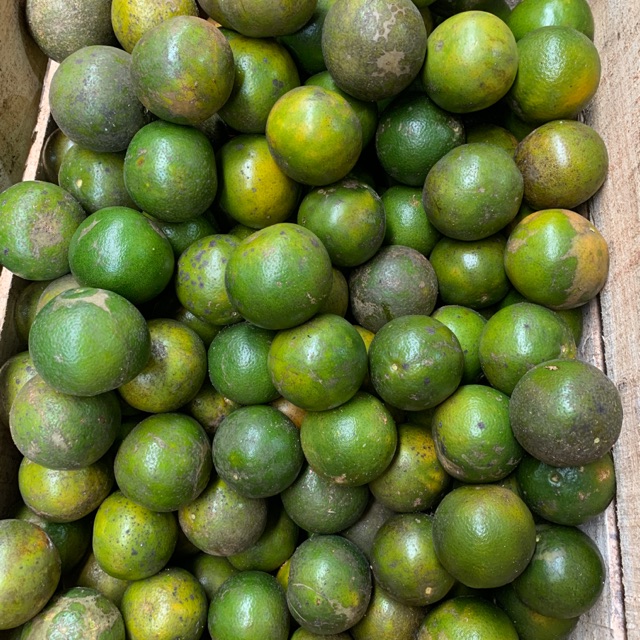 Jual Jeruk jember/ jeruk peras 1kg | Shopee Indonesia