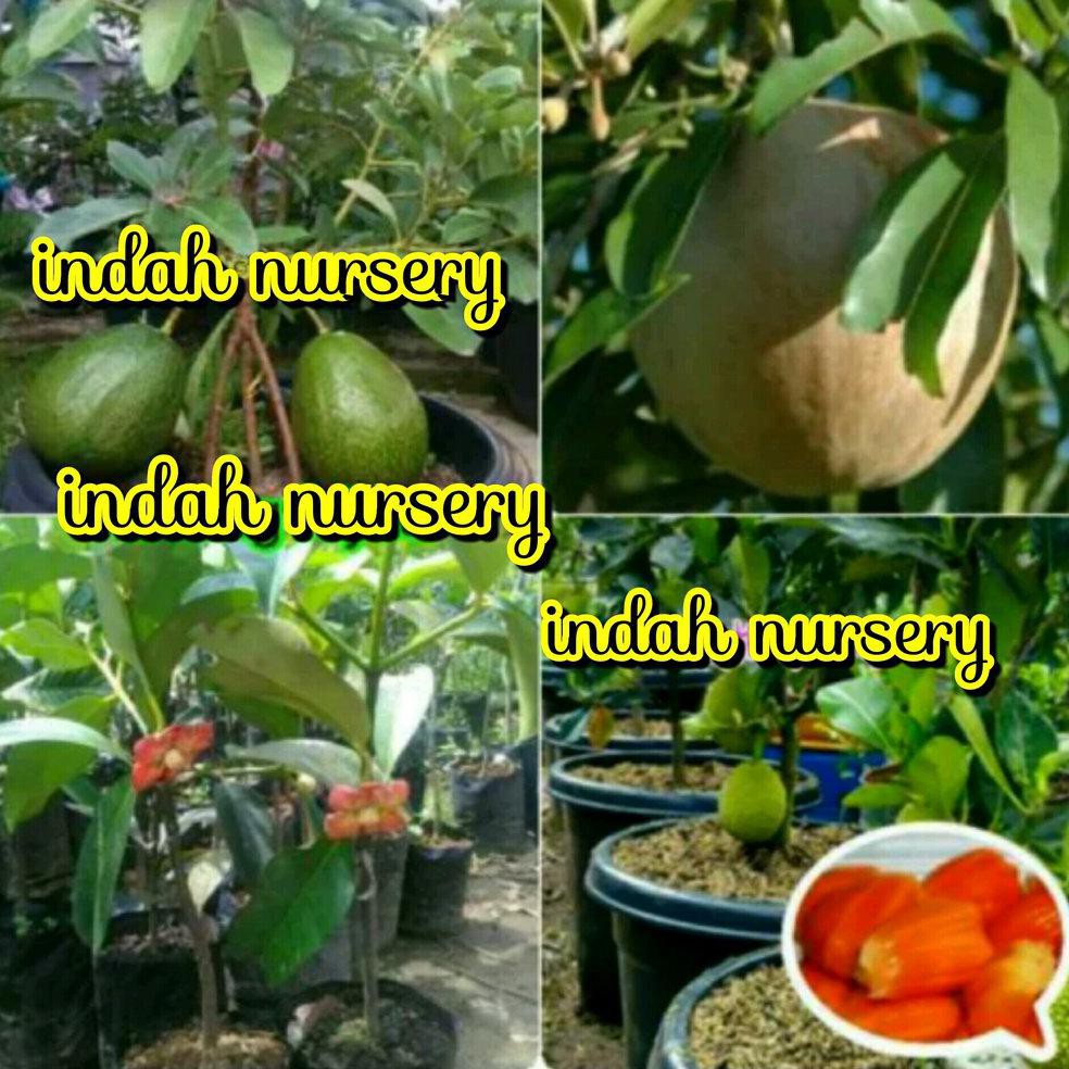 Jual Terbaik Paket Bibit Buah 4 Jenis Alpukat Jumbo-Sawo Jumbo-Nangka ...