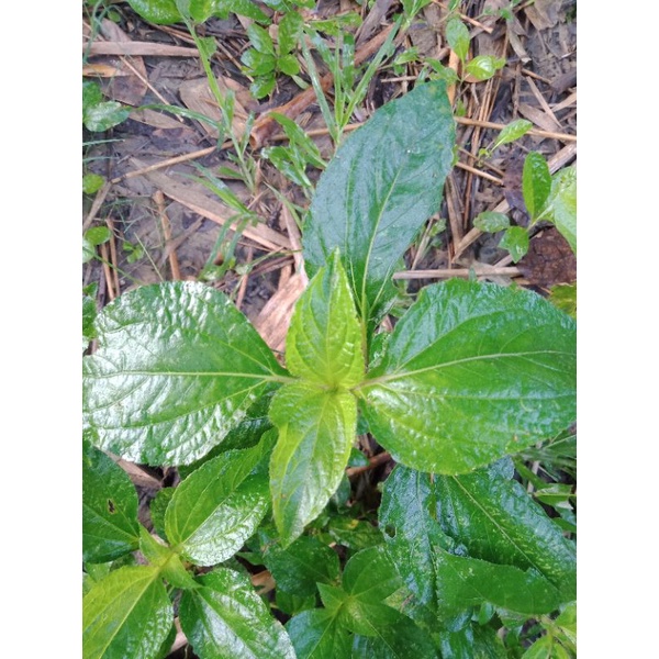 Jual Daun Legetan Daun Herbal Rumput Legetan Tanaman Herbal Jamu ...