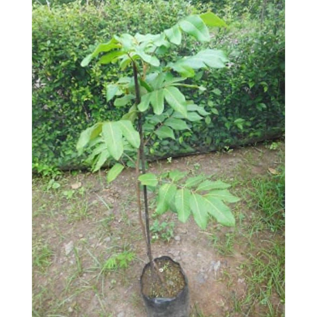 Jual Sh0N Bibit Tanaman Buah Jeruk Kingkit | Shopee Indonesia