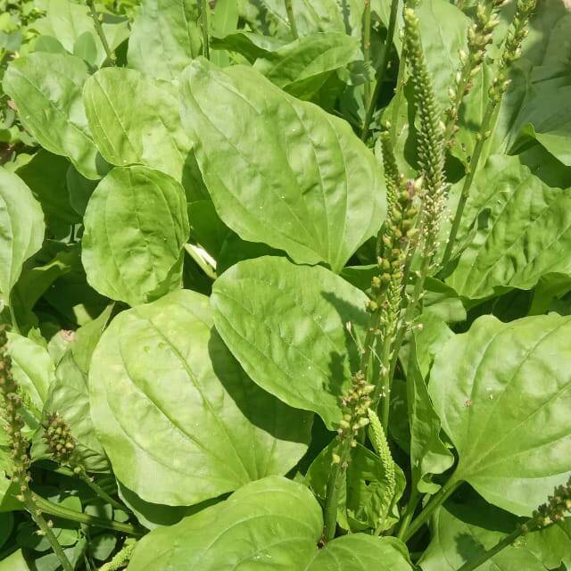 Jual Daun sendok atau ki urat segar 1 kg | Shopee Indonesia