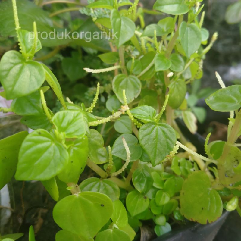 Jual Daun Ketumpang Segar Daun suruhan Atau Sirih Cina Organik | Shopee ...