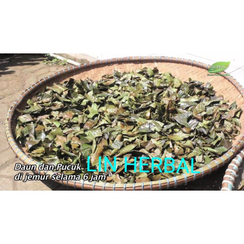 Jual Benalu Pohon Senduduk Kering - Teh Benalu Pohon Harendong Kemasan ...