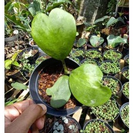 Jual TANAMAN HIAS HOYA CERY LOVE(HOYA DAUN TEBAL) | Shopee Indonesia