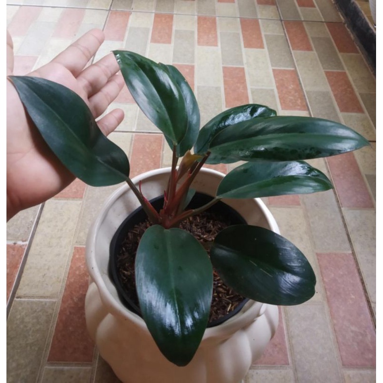 Jual Tanaman hias - Philodendron- red congo petite- pohon philo red ...