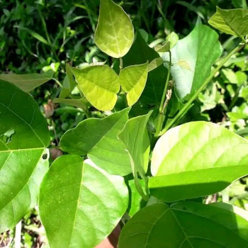 Jual Daun dadap serep segar per 50 lembar | Shopee Indonesia