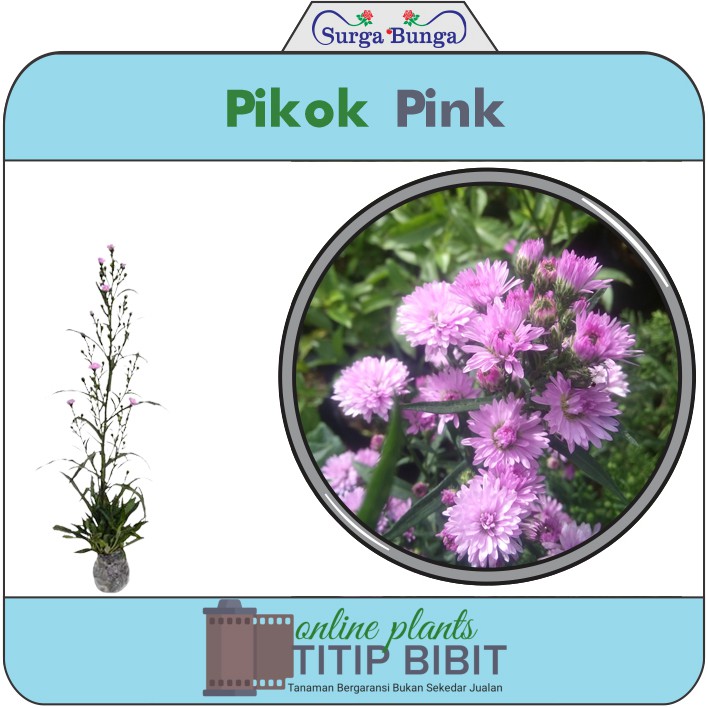 Jual bibit bunga pikok pink (asteraceae)- pikok pink peacock (belum ...