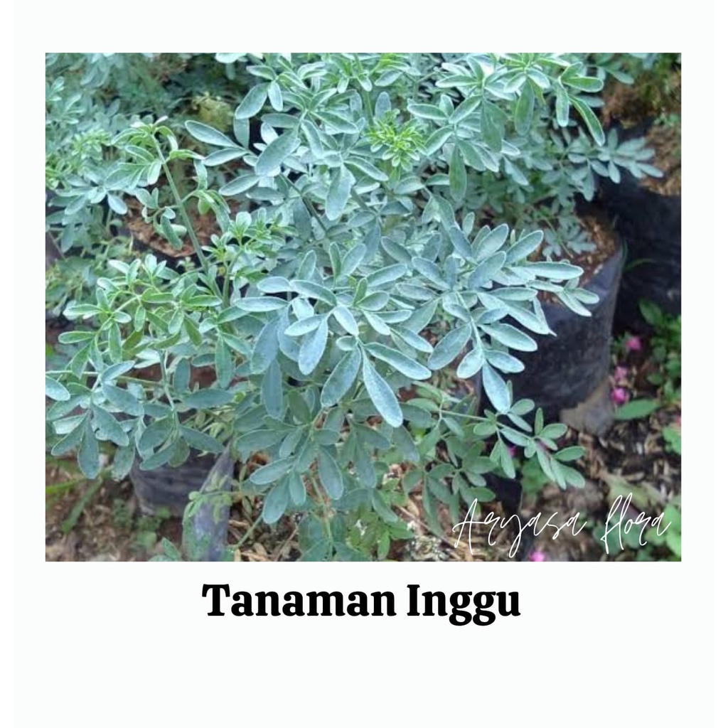 Jual Bibit Tanaman Inggu/Ruta Graveolens/Caocao | Shopee Indonesia