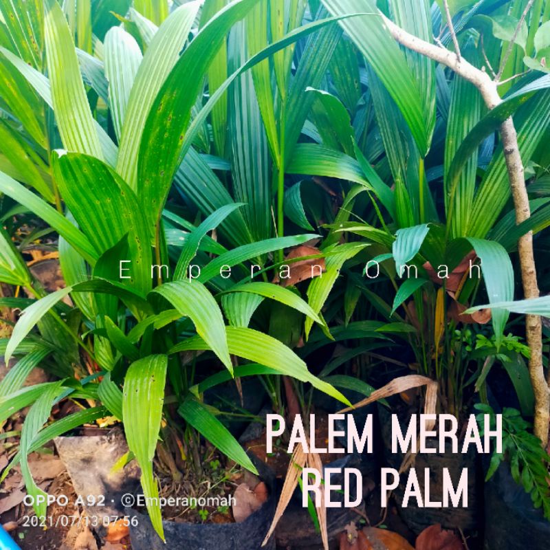 Jual Bibit Tanaman Hias Palem Merah Lebat || Dense Red Palm Ornamental ...