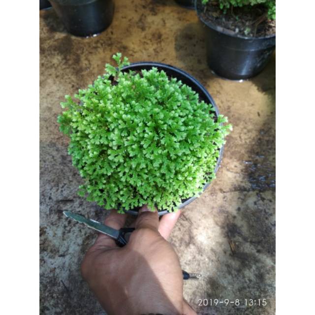 Jual Tanaman hias lumut ambon pohon lumut ambon | Shopee Indonesia