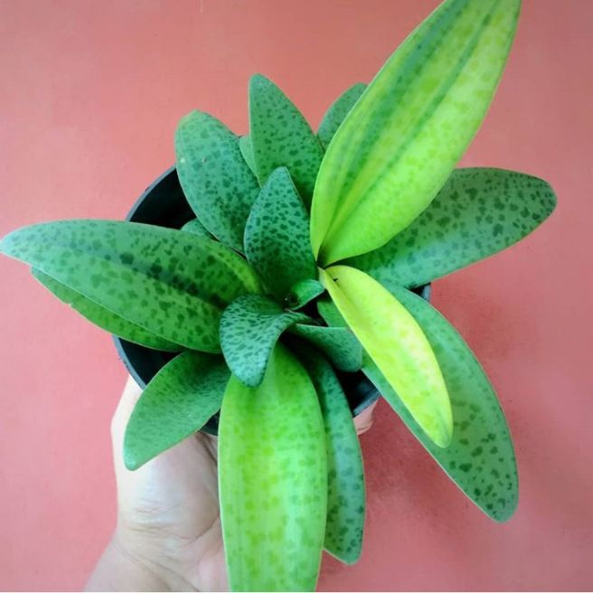 Jual Tanaman hias lidah katak - tanaman skulen lidah katak - lidah ...