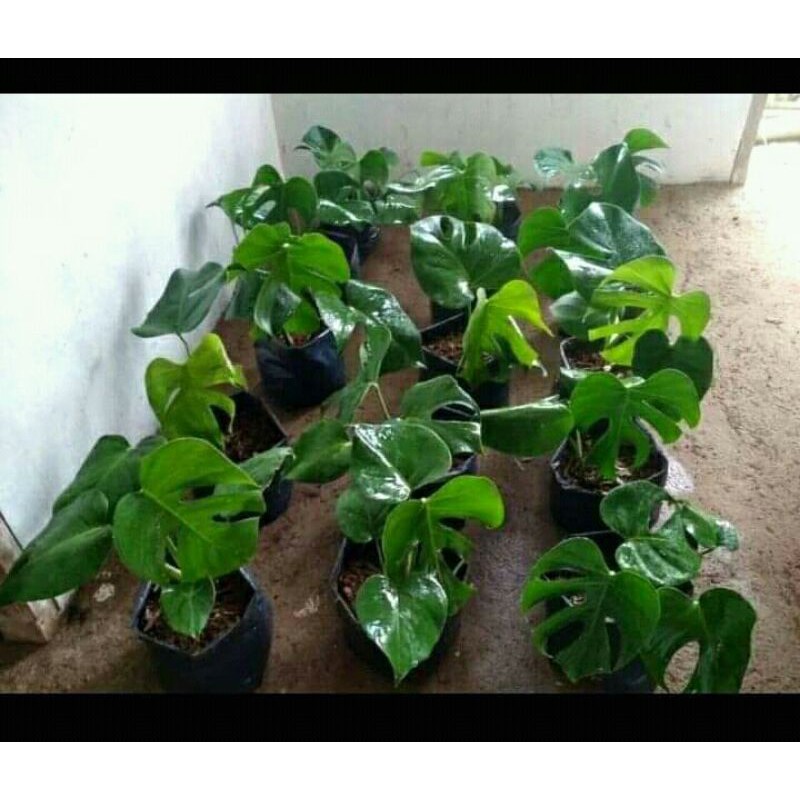 Jual monstera/king | Shopee Indonesia