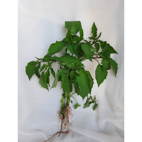 Jual Daun Ciplukan / cecendet ( obat herbal ) | Shopee Indonesia