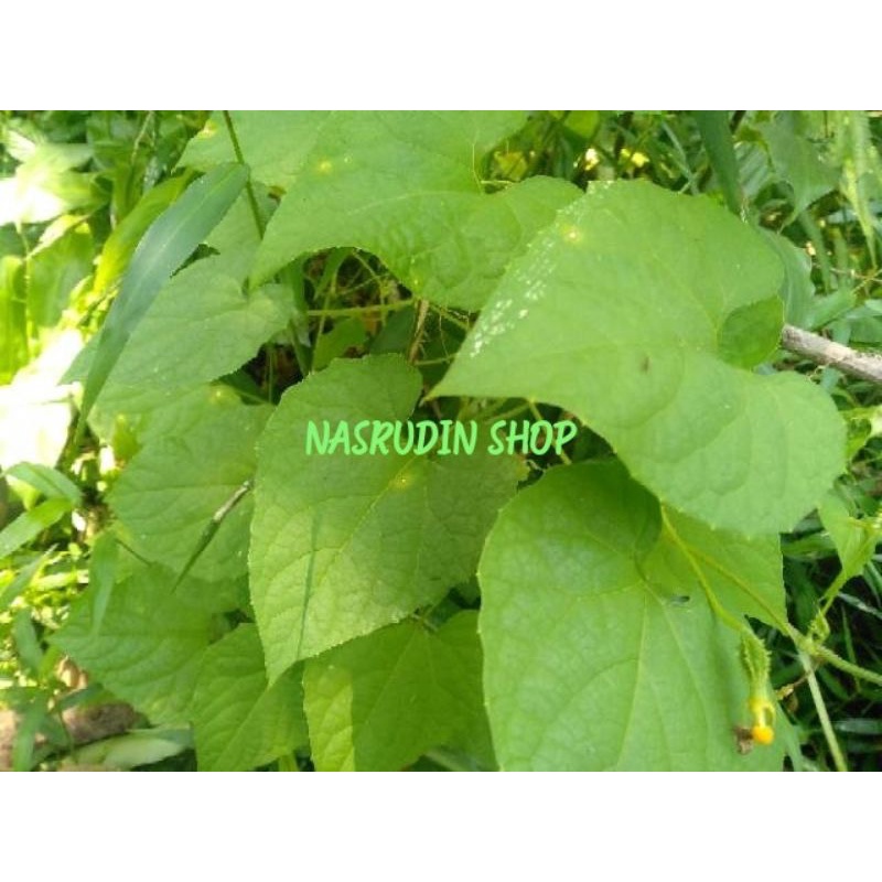 Jual DAUN KANCAS SEGAR 100 LEMBAR | DAUN PARIA HUTAN HERBAL | SAYURAN ...