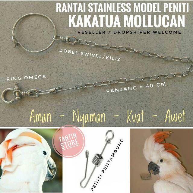 Jual Rantai Stainless Model Peniti Kakatua Mollucan Raja Alba | Shopee ...