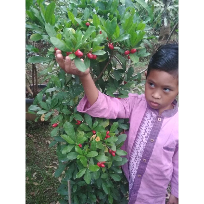 Jual Miracle Fruit / Bibit Buah Ajaib / Tanaman | Shopee Indonesia