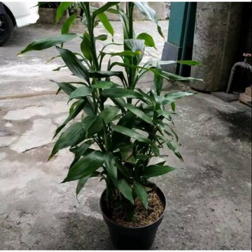 Jual Tanaman hias sri rejeki bambu hoki hijau rezeki pohon ...