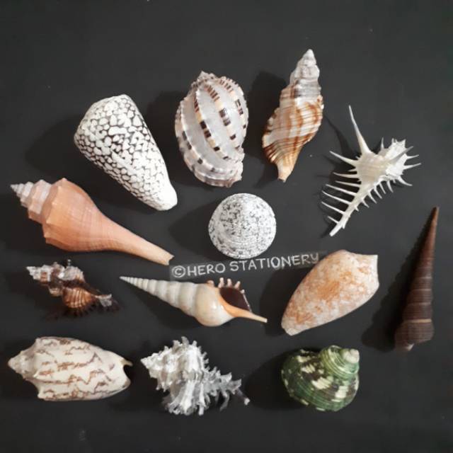 Jual Cangkang shell kulit kerang siput untuk hiasan prakarya | Shopee ...