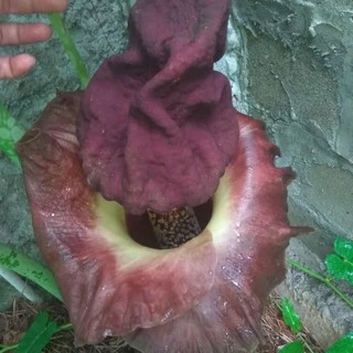 Jual Bunga Bangkai Terlengkap & Harga Terbaru Maret 2026 | Shopee Indonesia