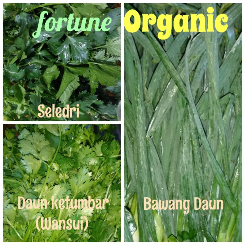 Jual KETUMBAR Coriander (Wansui), SURAWUNG KEMANGI BASIL, KUCAI, BAWANG ...