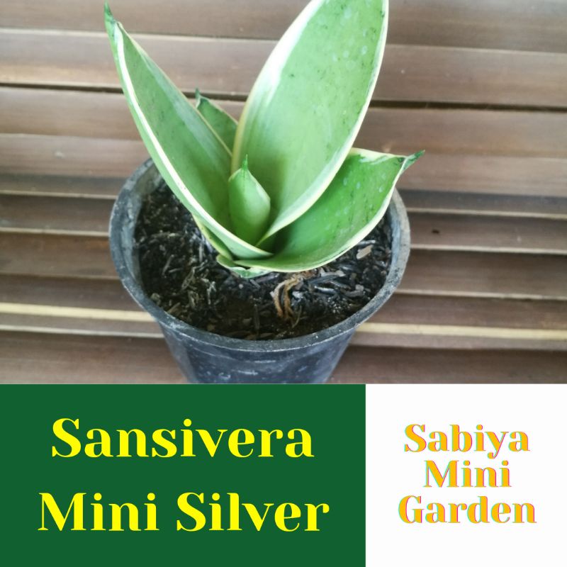 Jual sansivera sansiviera lidah mertua mini silver | Shopee Indonesia