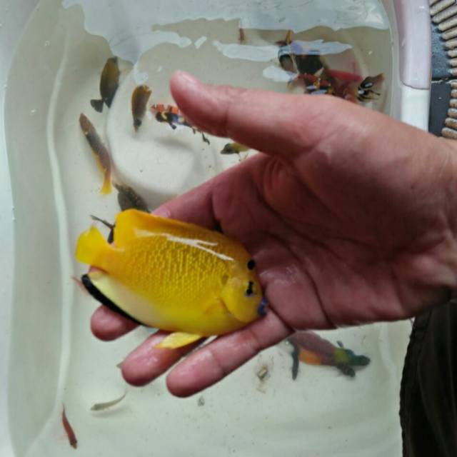 Jual Angel Asli | Shopee Indonesia