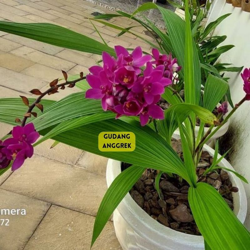 Jual TANAMAN HIAS ANGGREK TANAH TUMPUK//UNGU TUMPUK | Shopee Indonesia