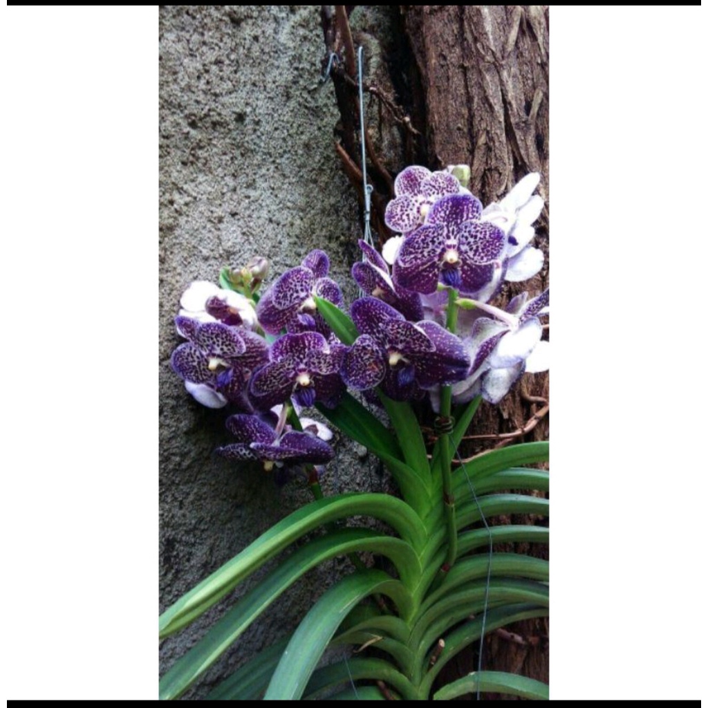Jual ANGGREK VANDA UNGGU DEWASA SIAP BERBUNGA | Shopee Indonesia