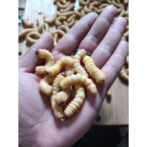 Jual Uter Ulat kayu Hidup 100 Ekor | Shopee Indonesia