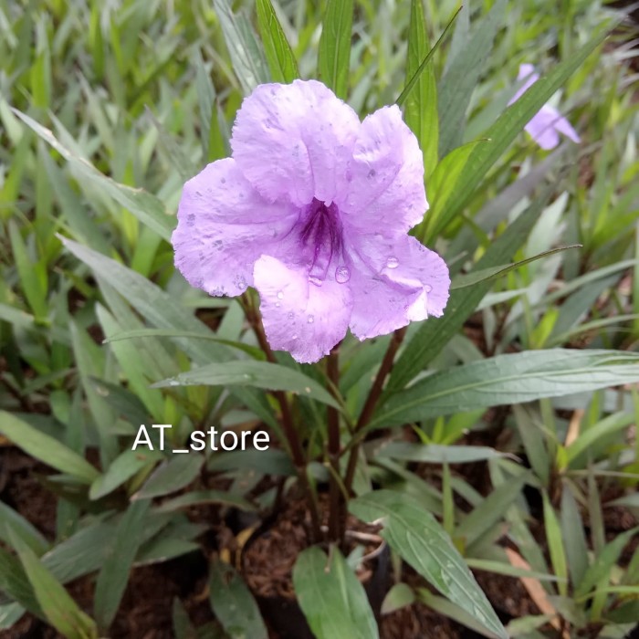 Jual tanaman hias Ruellia Ungu - Ruellia Brittoniana - tanaman rawelia ...