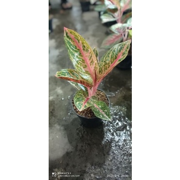 Jual bunga aglonema widuri | Shopee Indonesia