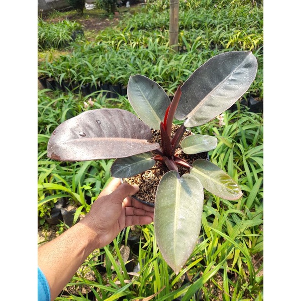 Jual Tanaman Hias Philodendron Black Cardinal Original(Asli sesuai foto ...