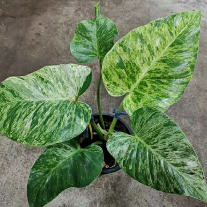 Jual TANAMAN HIAS PHILODENDRON GIGANTIUM VARIEGATA MARBLE | Shopee ...