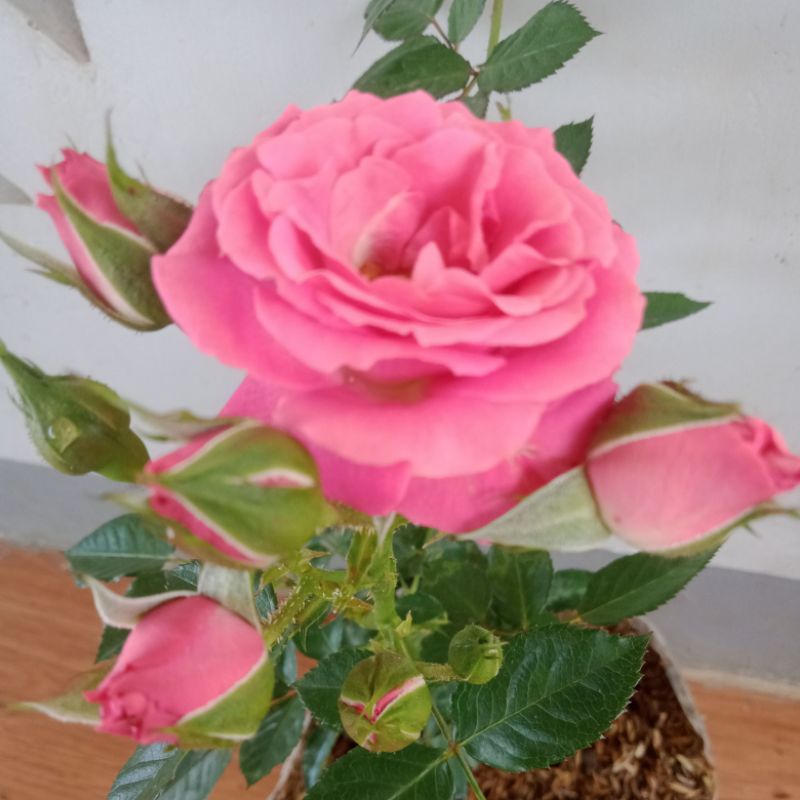 Jual TANAMAN BUNGA MAWAR SPRAY PINK | Shopee Indonesia